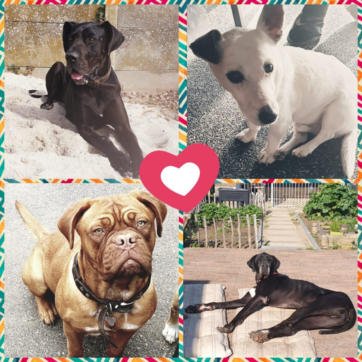 Tips en weetjes over honden Archieven - Hondengedragsdeskundige ...